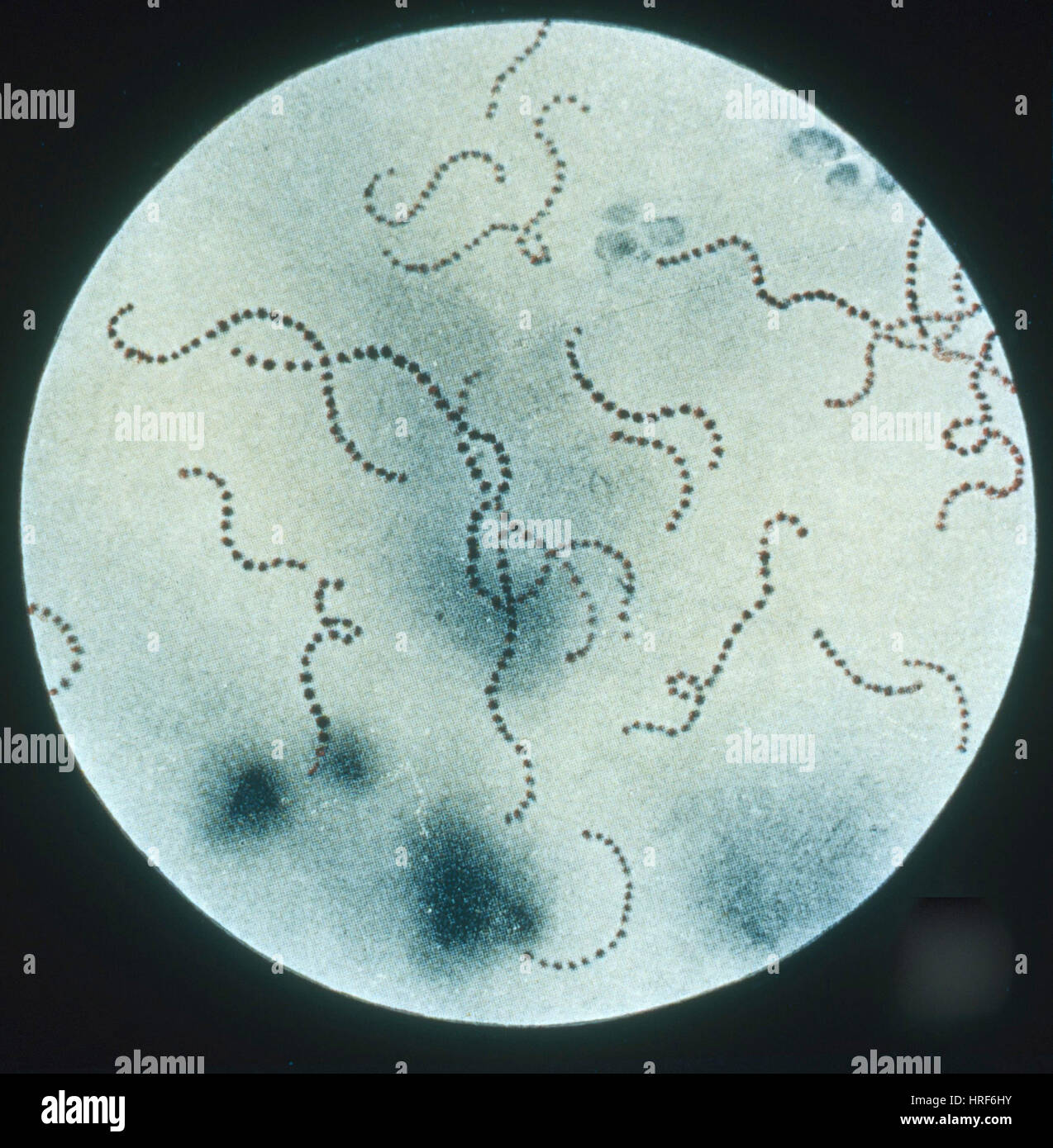 Streptococcus pyogenes bacteria Banque de photographies et d’images à ...