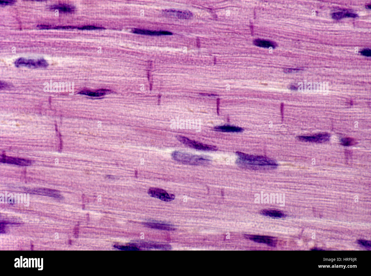 Cardiac muscle cell Banque de photographies et d’images à haute ...