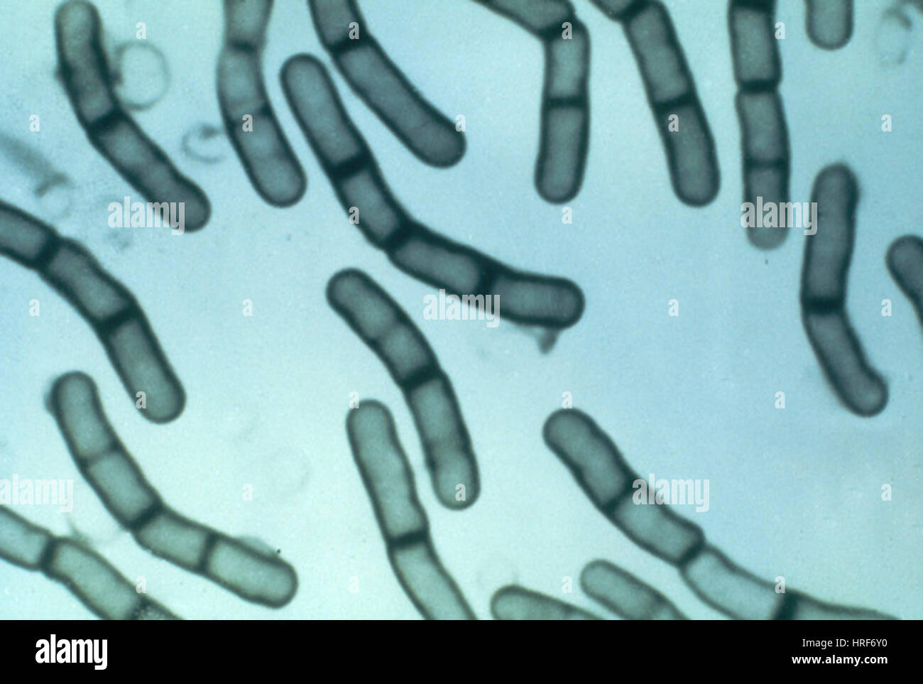 Bacillus megaterium Banque de photographies et d’images à haute ...