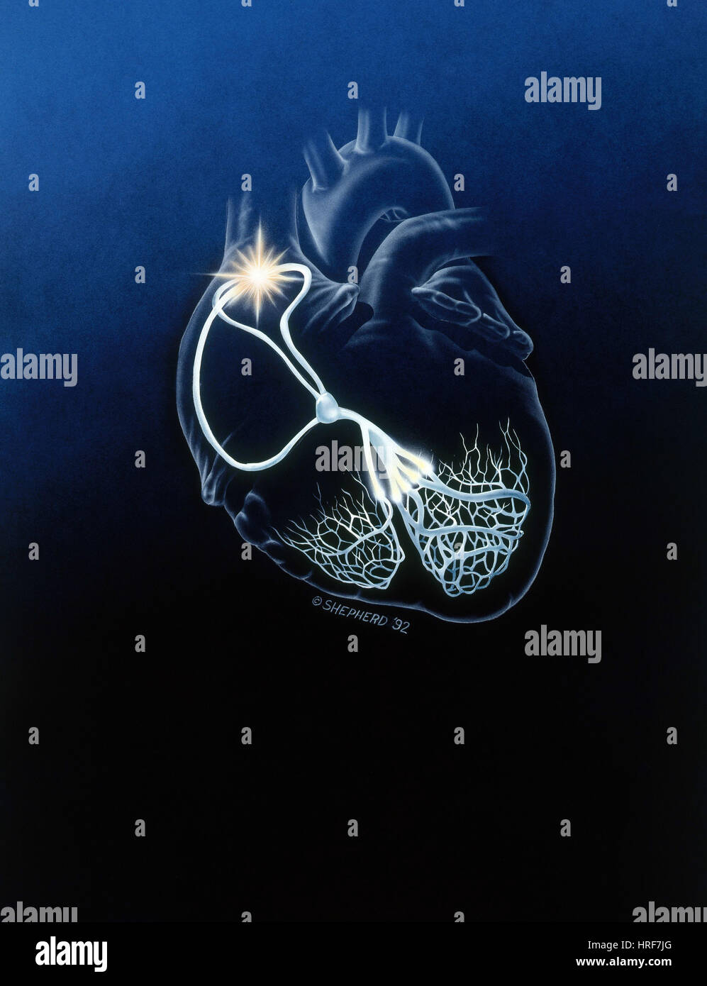 Heart electrical conduction system Banque de photographies et d’images ...