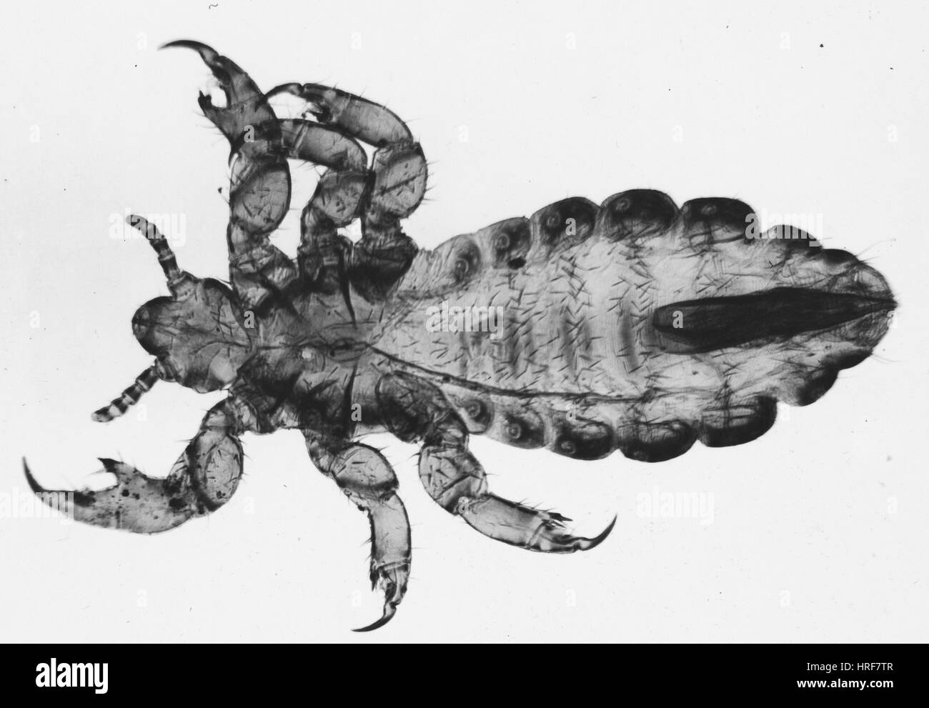 Parasite obligatoire Banque d'images noir et blanc - Alamy