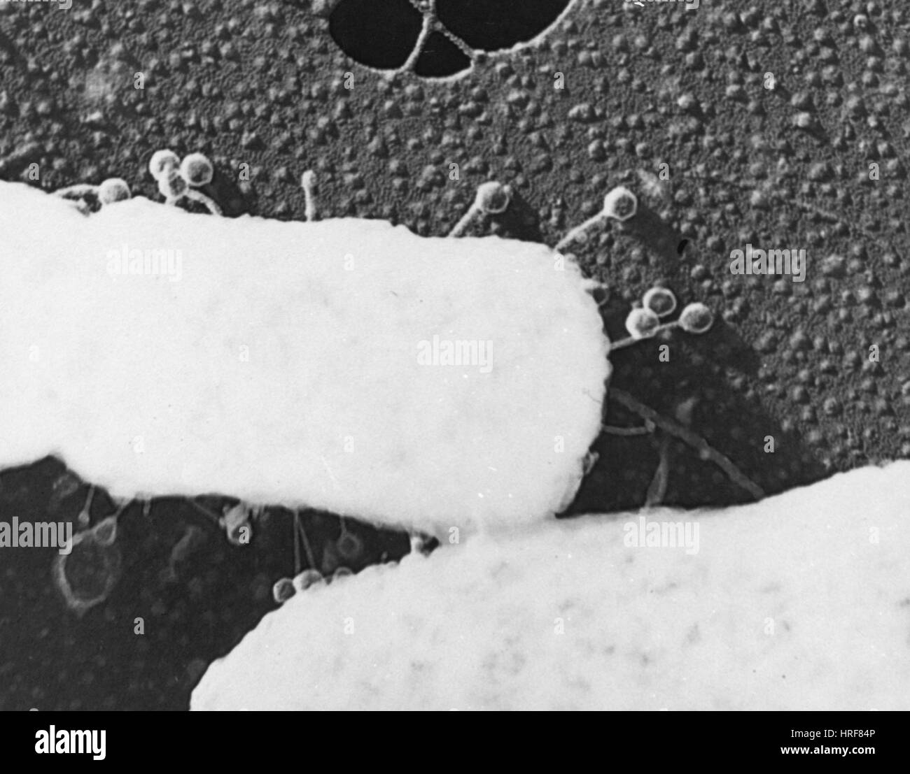 Lambda phage Banque de photographies et d’images à haute résolution - Alamy