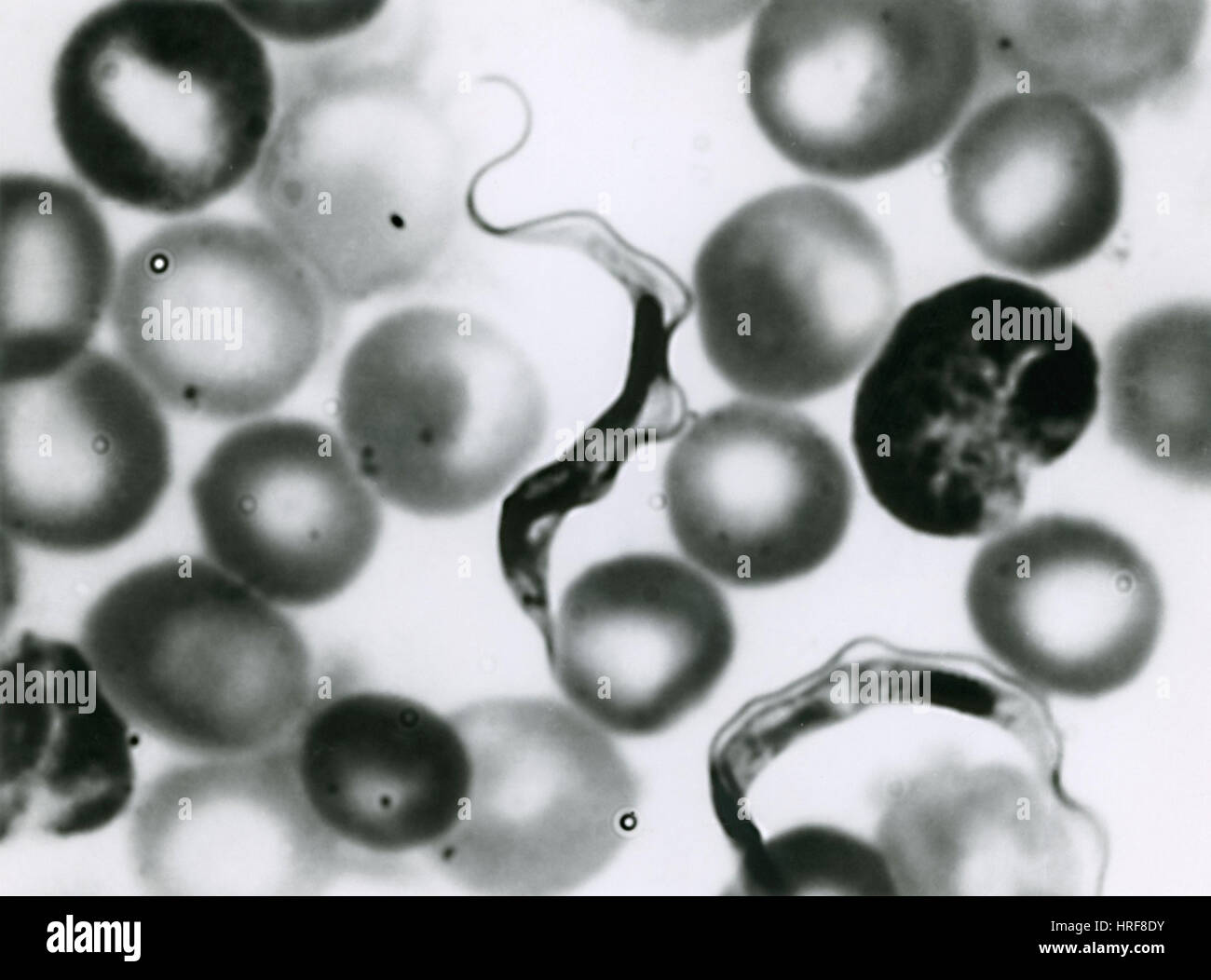 Trypanosome parasite Banque de photographies et d’images à haute ...