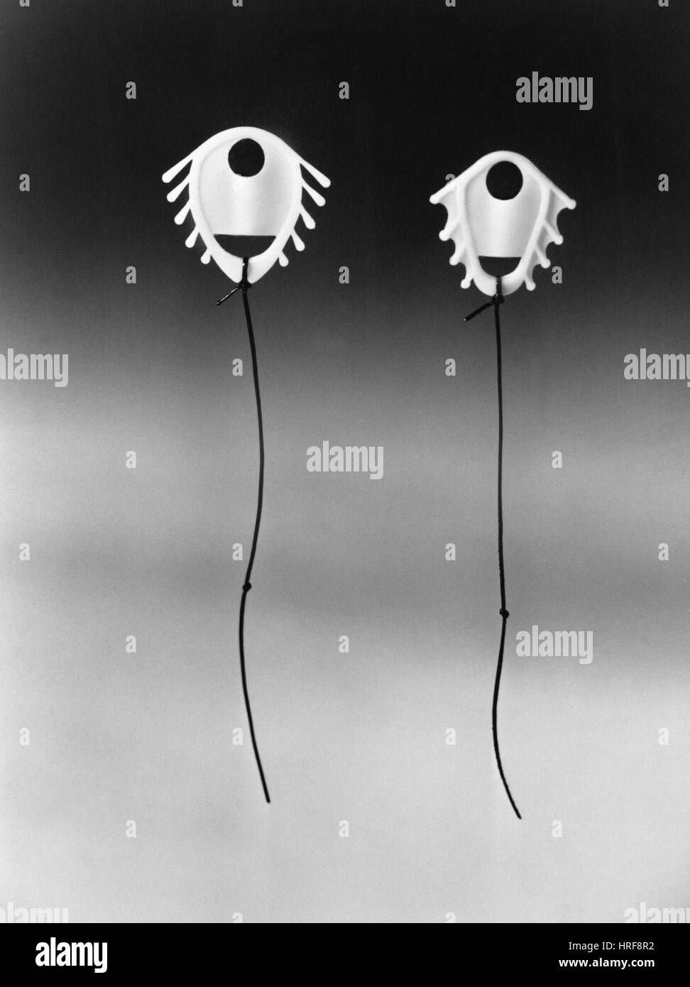 Escudo de escudos Banque d'images noir et blanc - Alamy