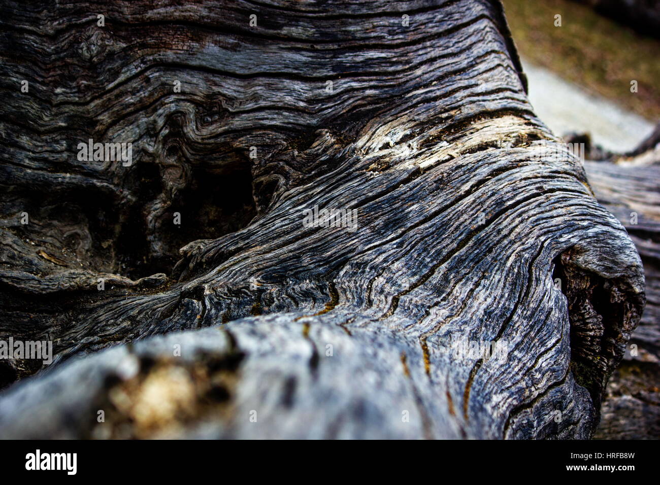 Baumstamm stamm Banque de photographies et d’images à haute résolution ...