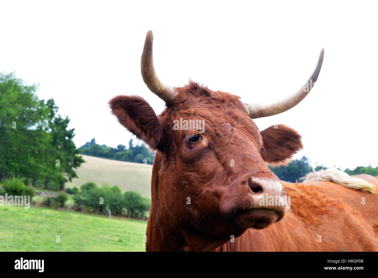 Salers bull Banque de photographies et d’images à haute résolution - Alamy