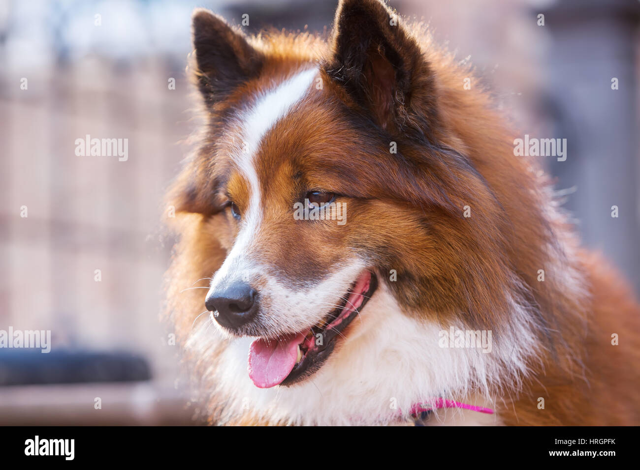 Chien elo Banque de photographies et d’images à haute résolution - Alamy