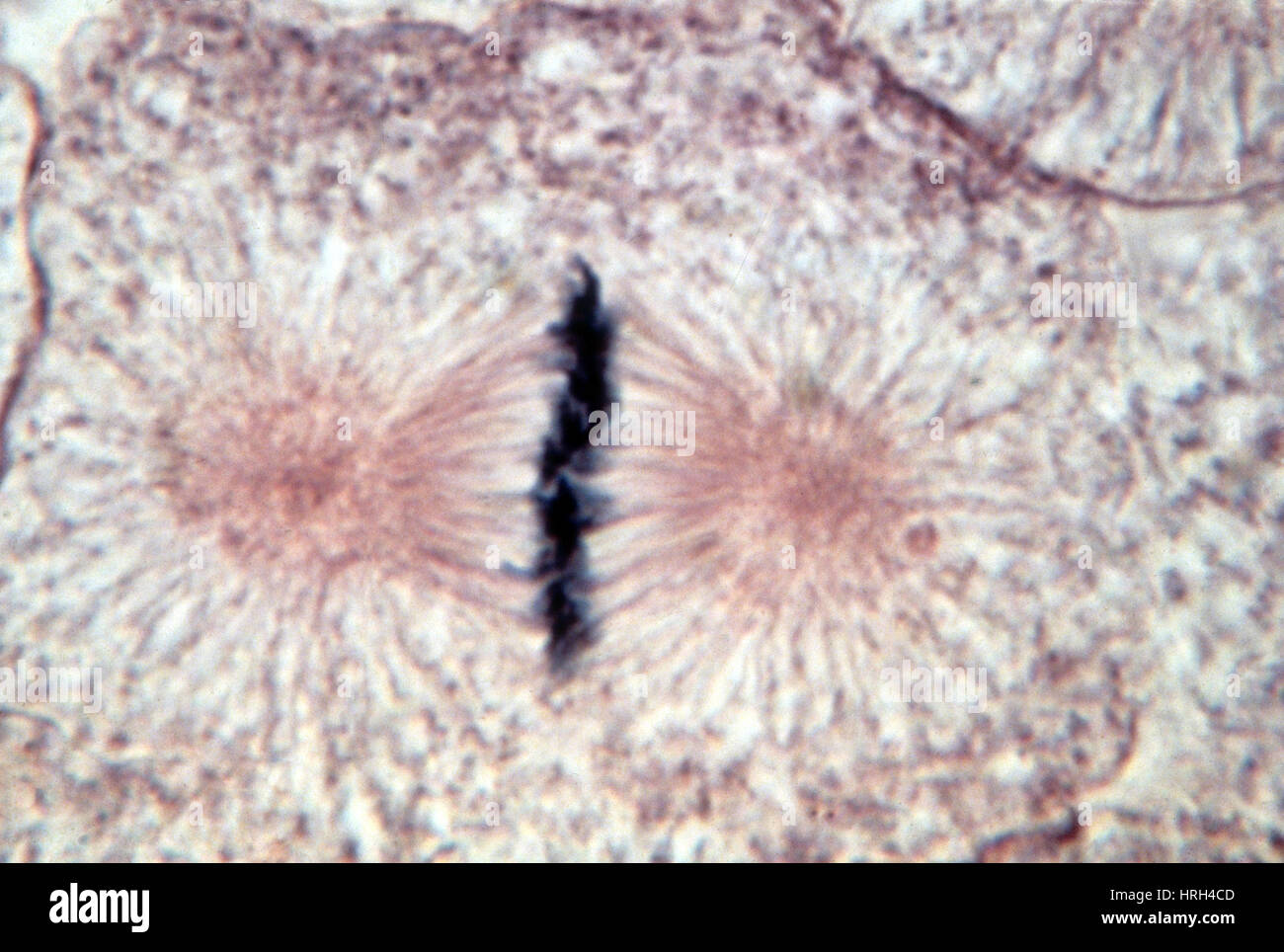 Les cellules en métaphase, Whitefish, LM Photo Stock - Alamy