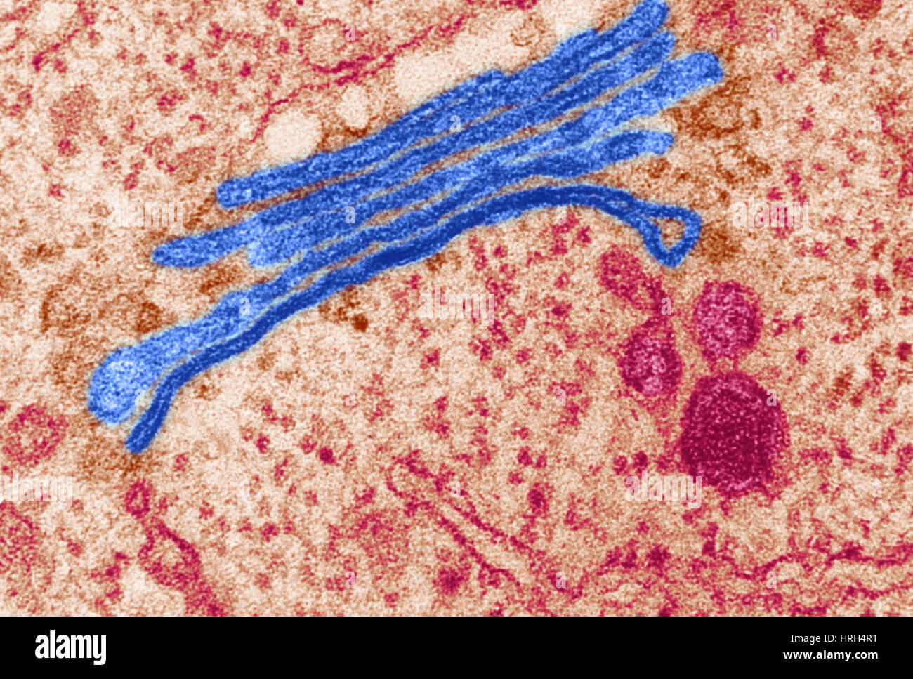 Micrograph golgi apparatus Banque de photographies et d’images à haute ...