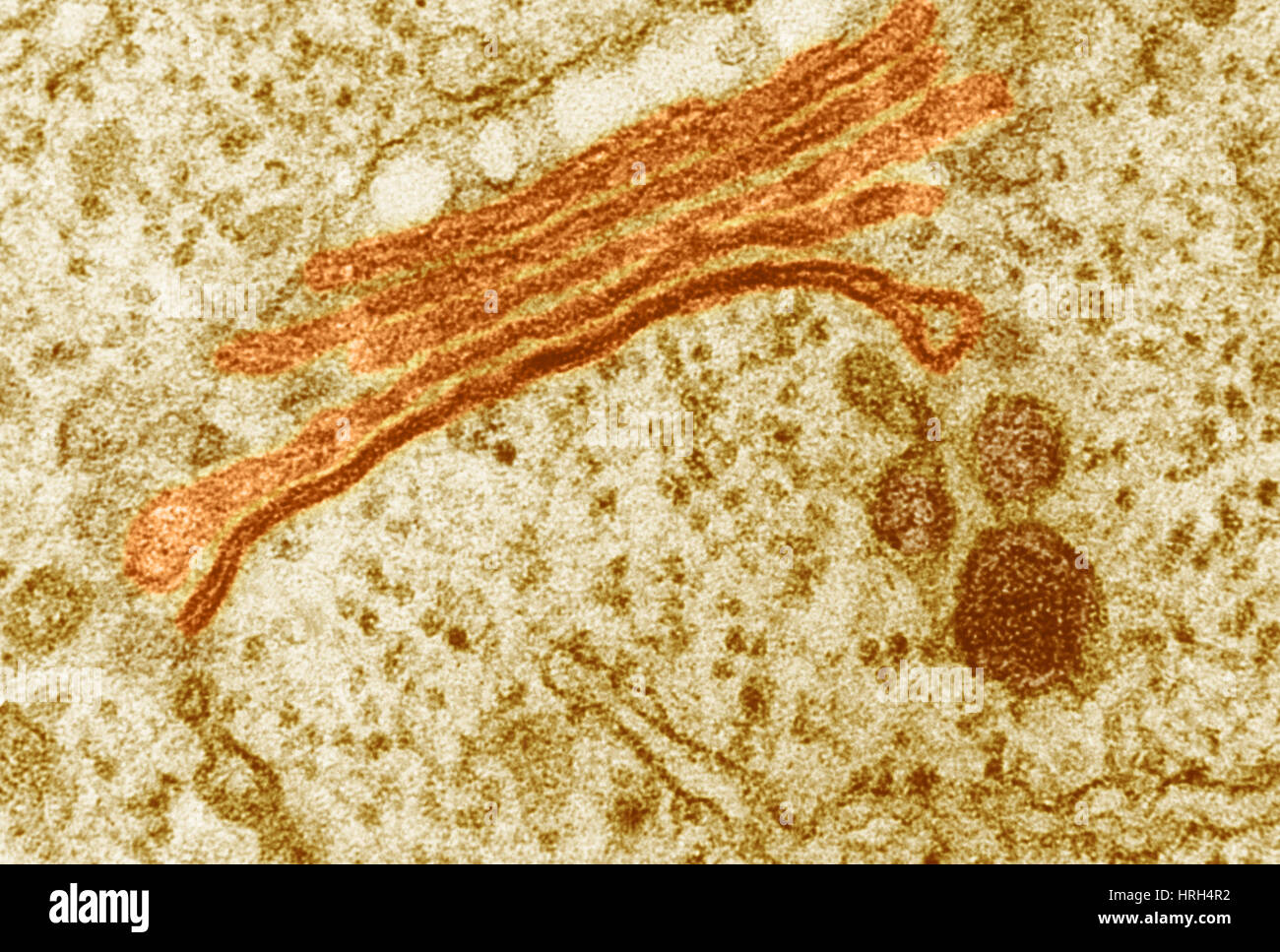 Appareil de golgi structure Banque de photographies et d’images à haute ...