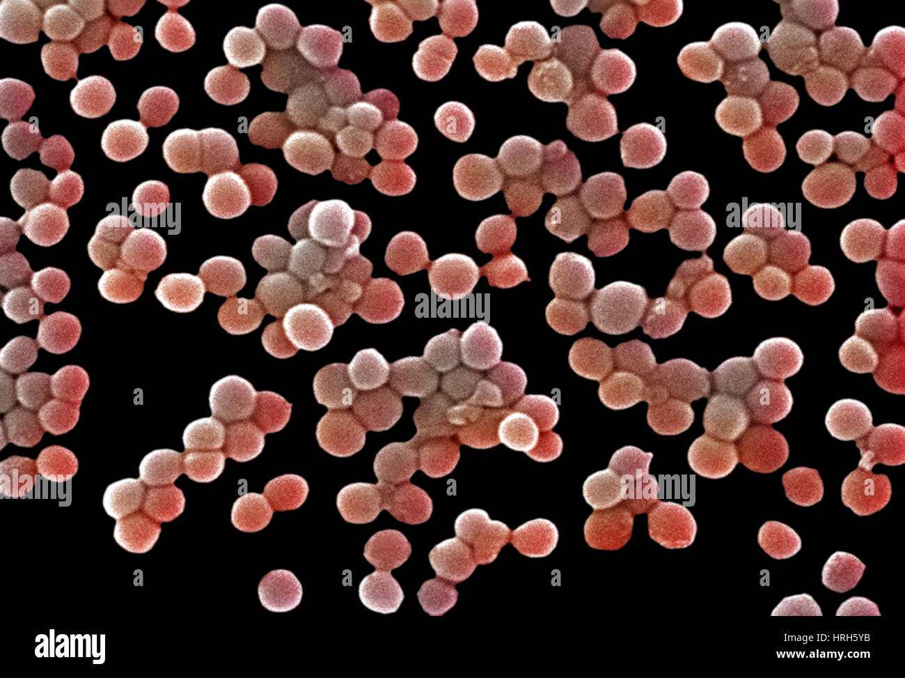 Le Staphylococcus aureus Photo Stock - Alamy