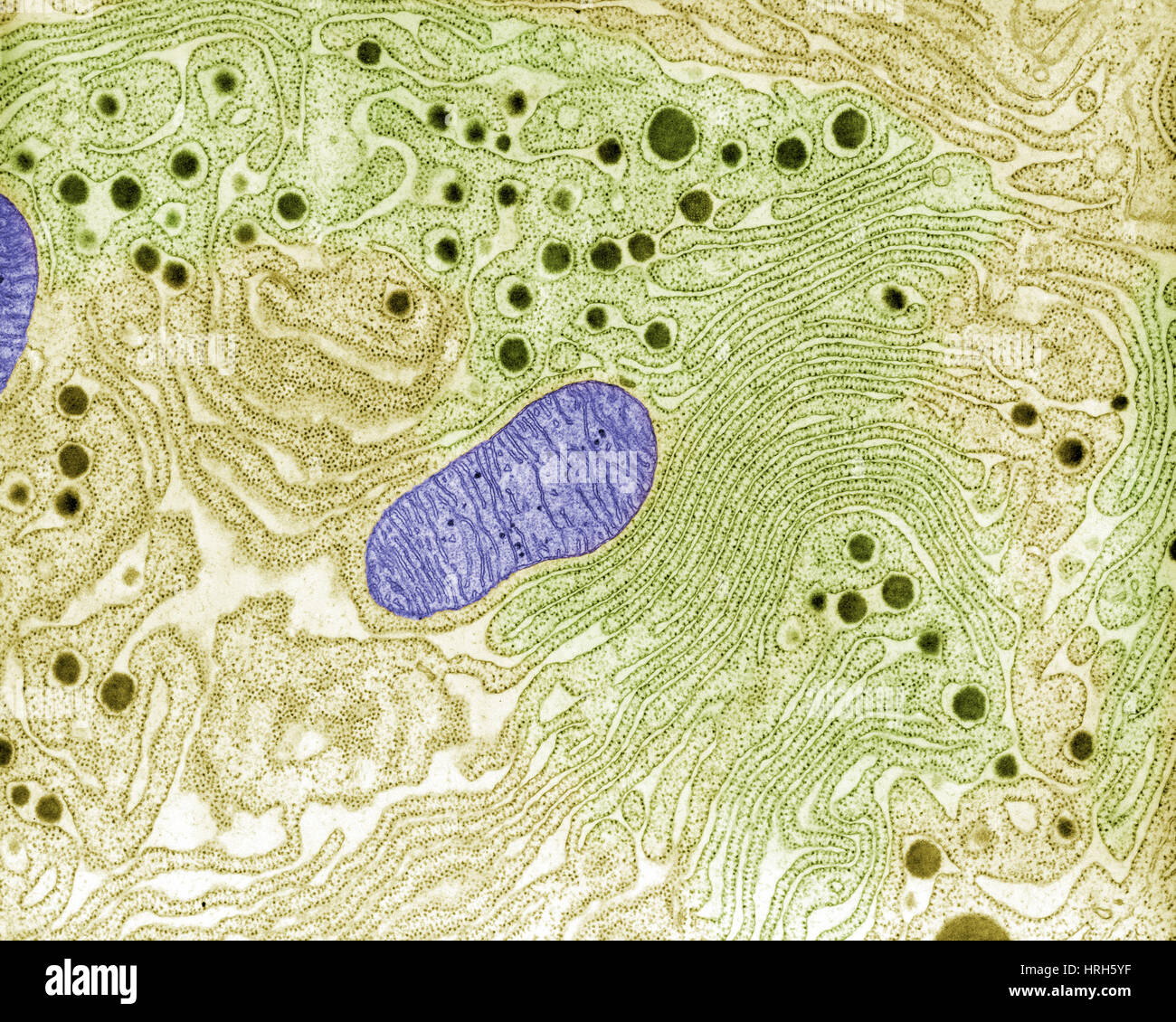 Rèticulum Endoplasmique Rugueux Banque d'image et photos - Alamy