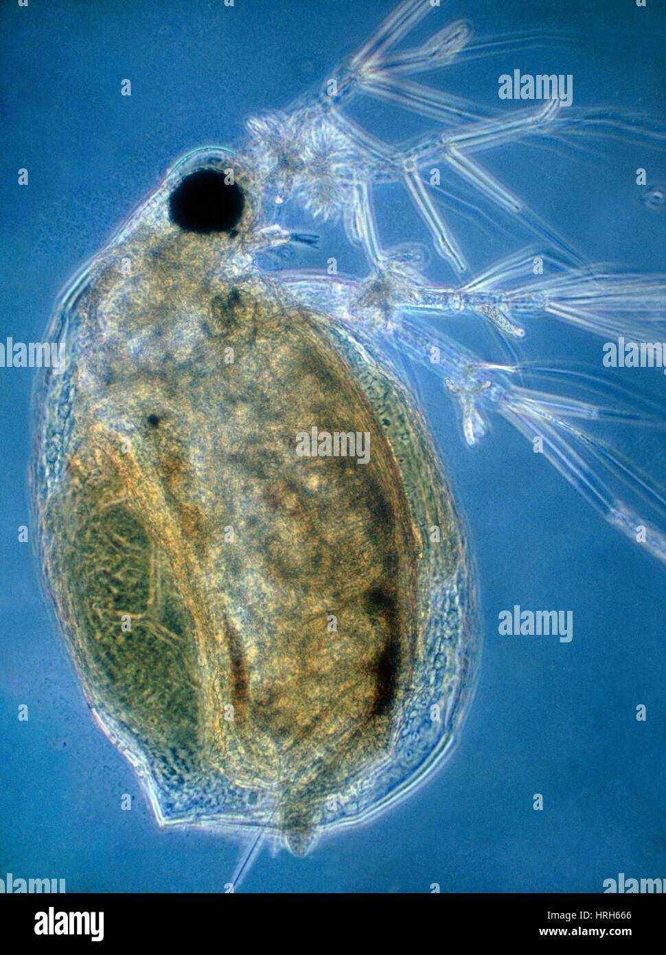 Daphnia pulex Banque de photographies et d’images à haute résolution ...