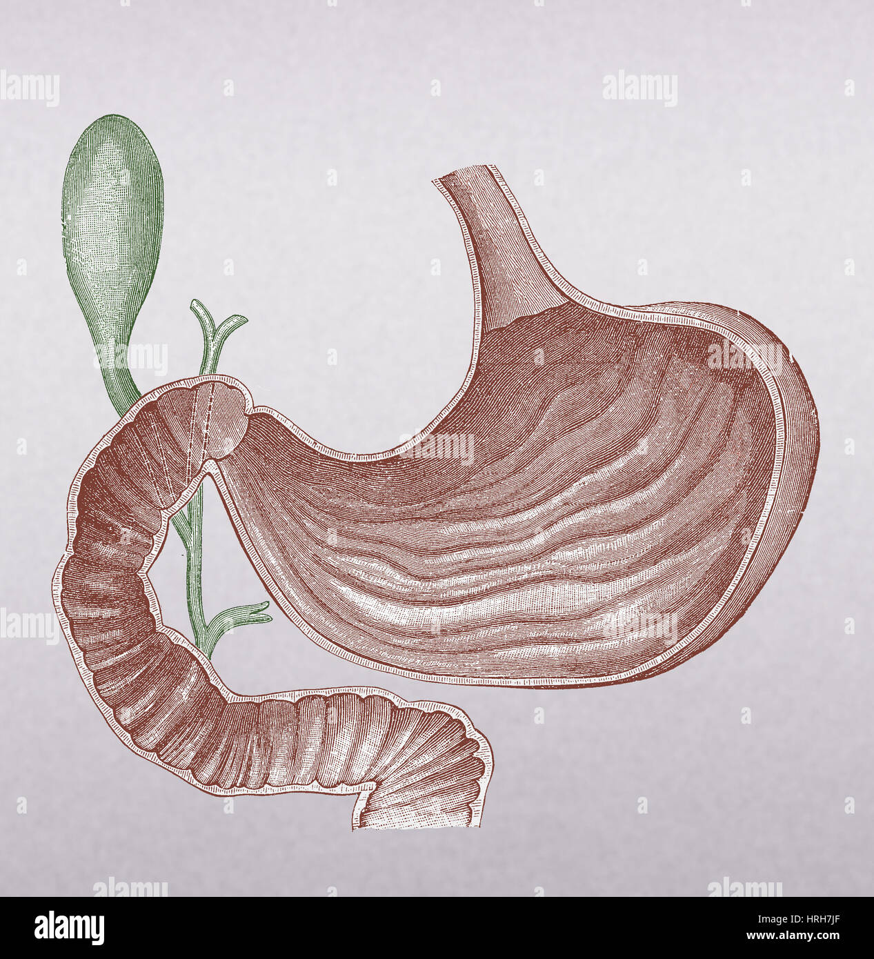 Corps d'anatomie estomac humain digestif gastrique Banque de ...