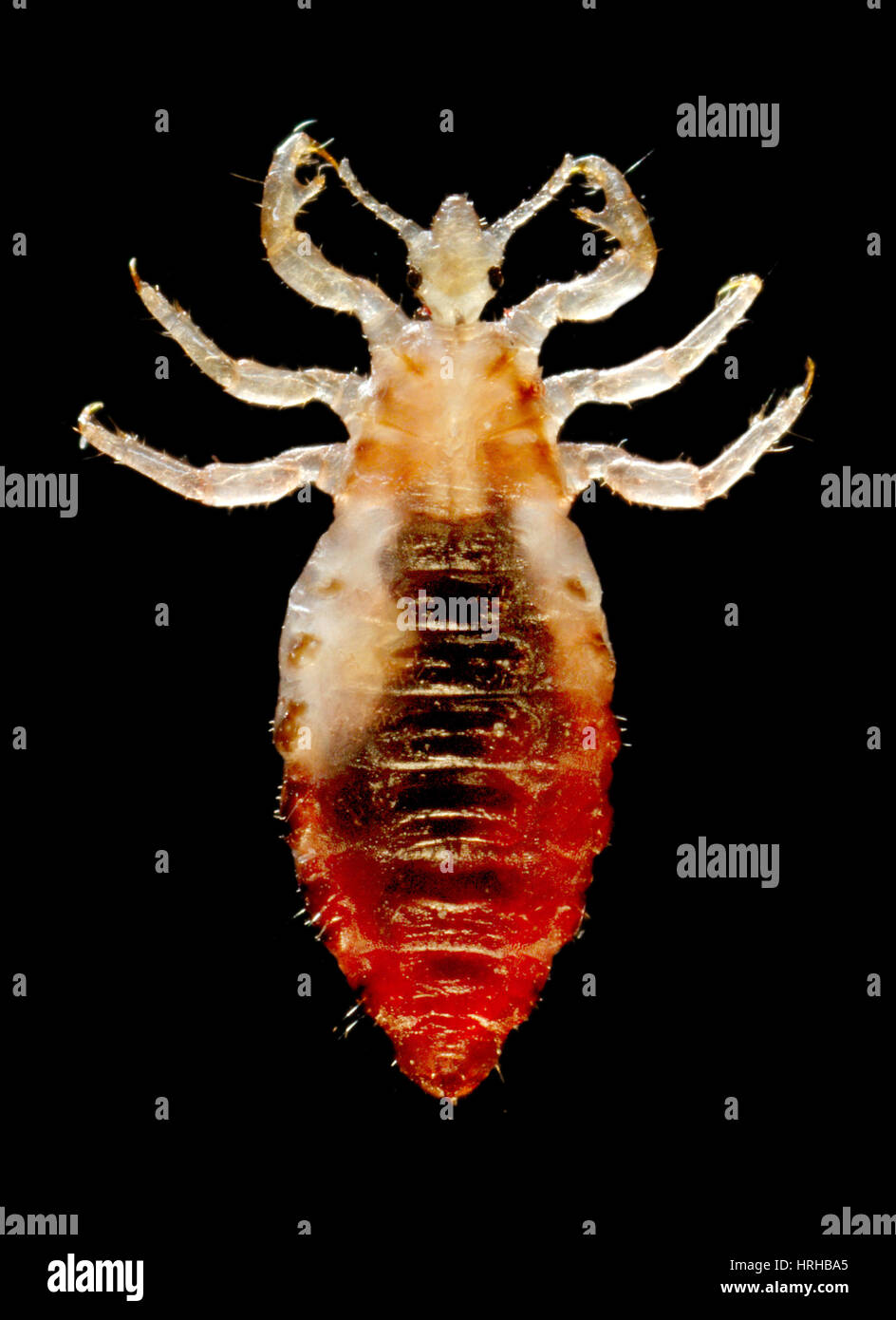 Pou de corps Banque de photographies et d’images à haute résolution - Alamy