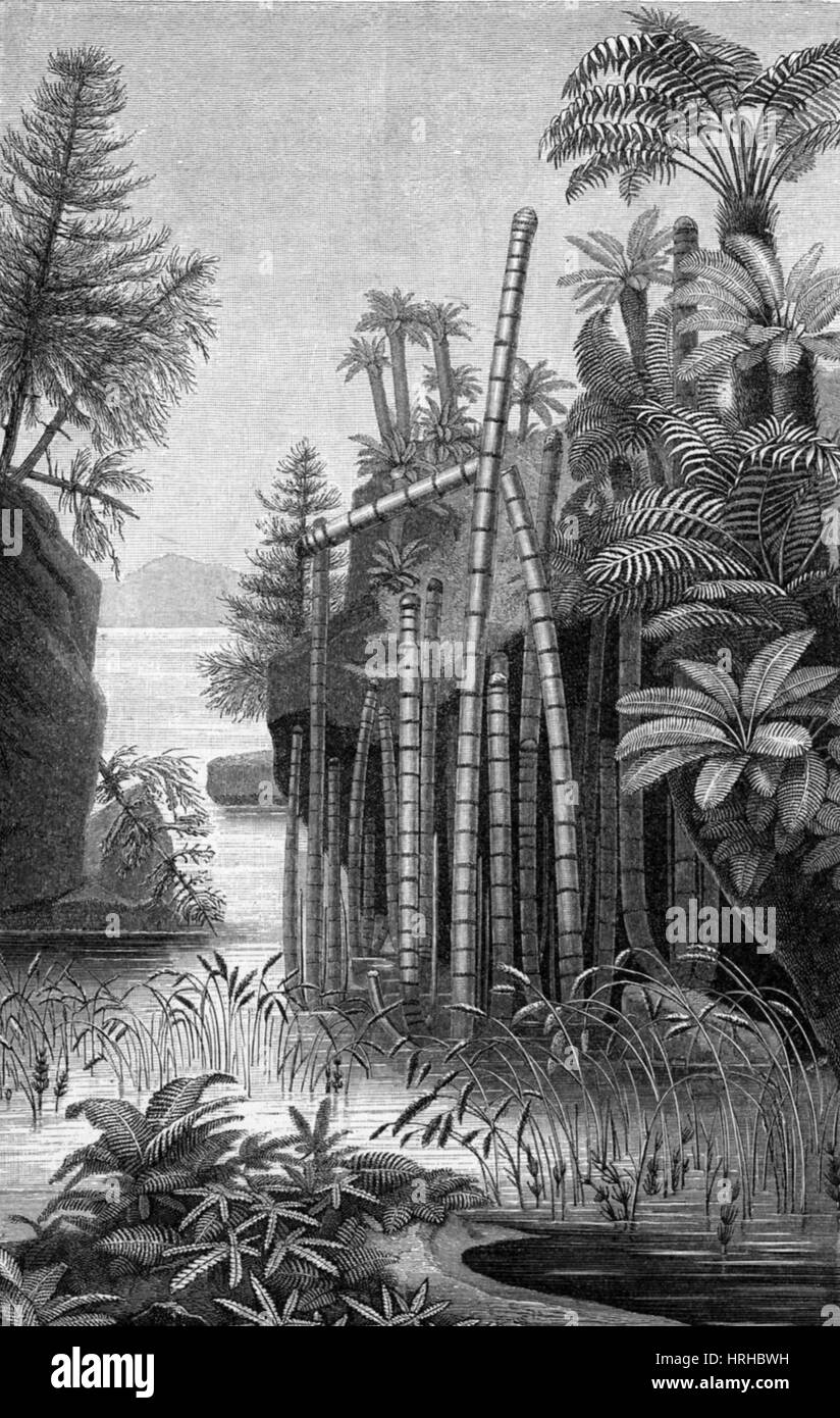 Les végétaux de la période du Trias Photo Stock - Alamy