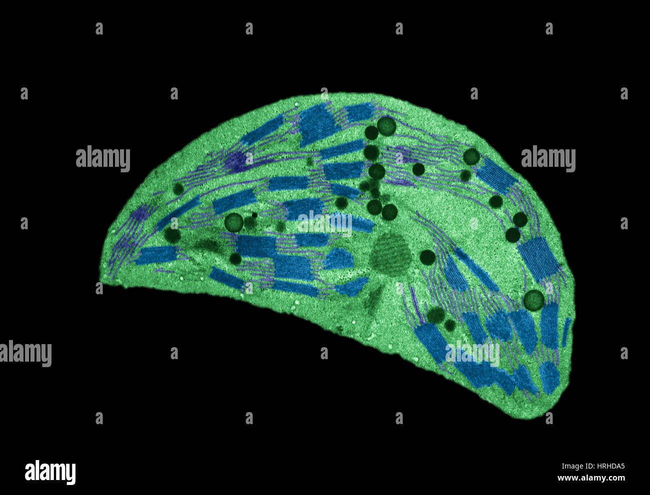 Chloroplast tem Banque de photographies et d’images à haute résolution ...