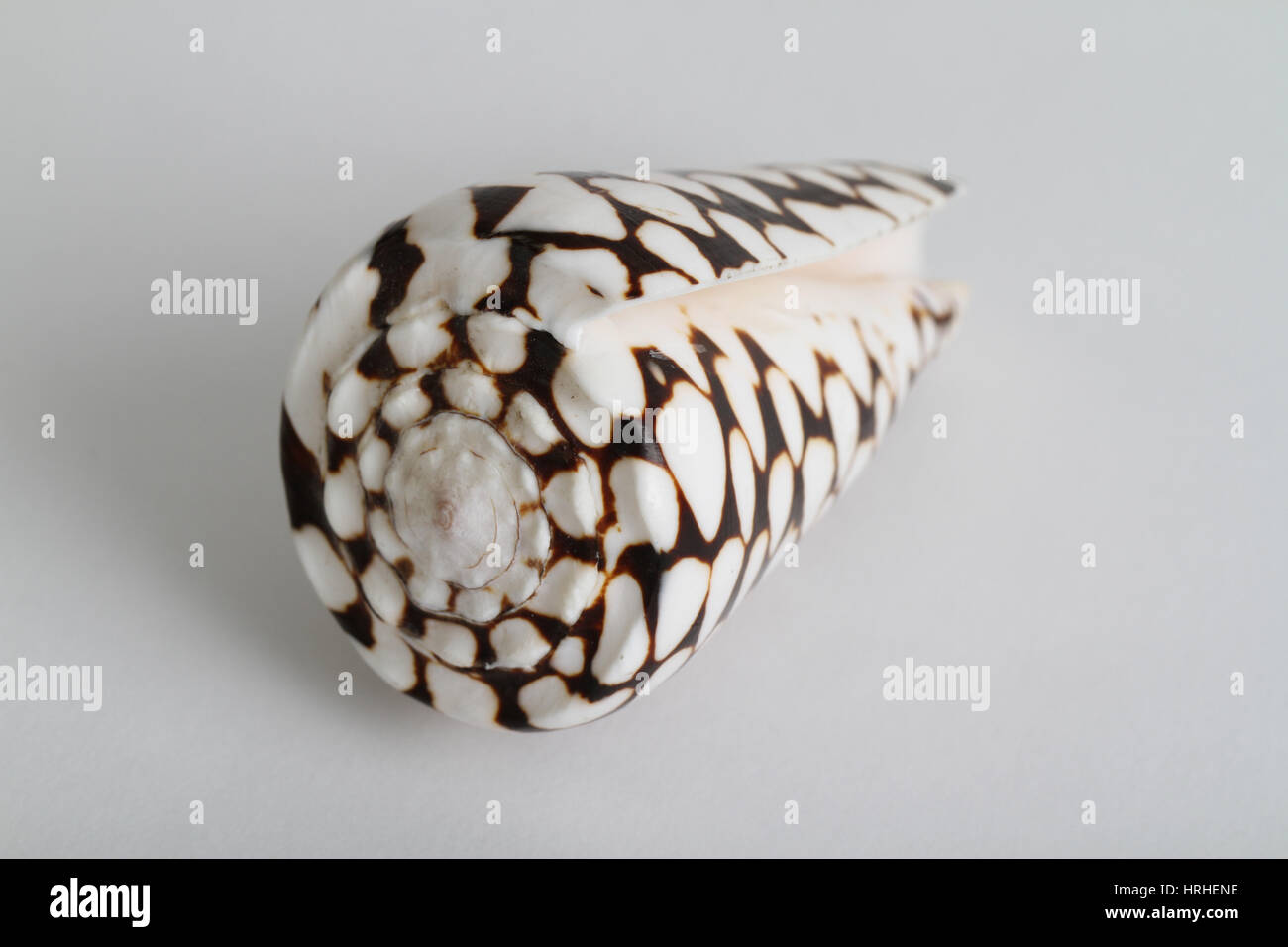 Cone escargot Banque de photographies et d’images à haute résolution ...
