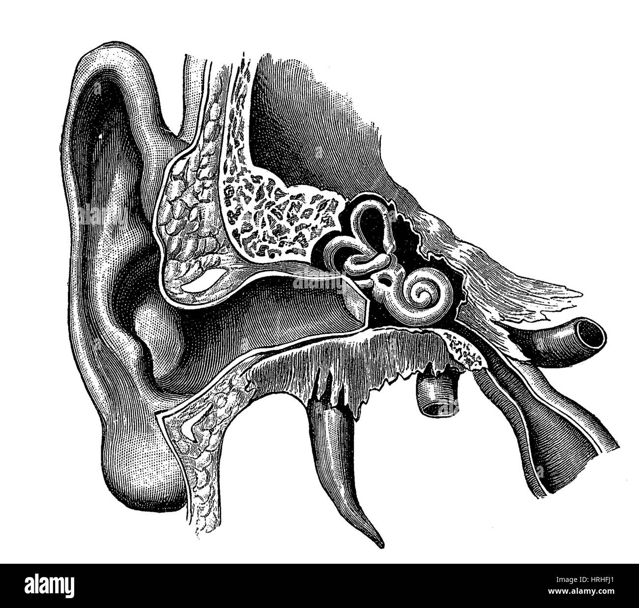Anatomie oreille Banque d'images noir et blanc - Alamy