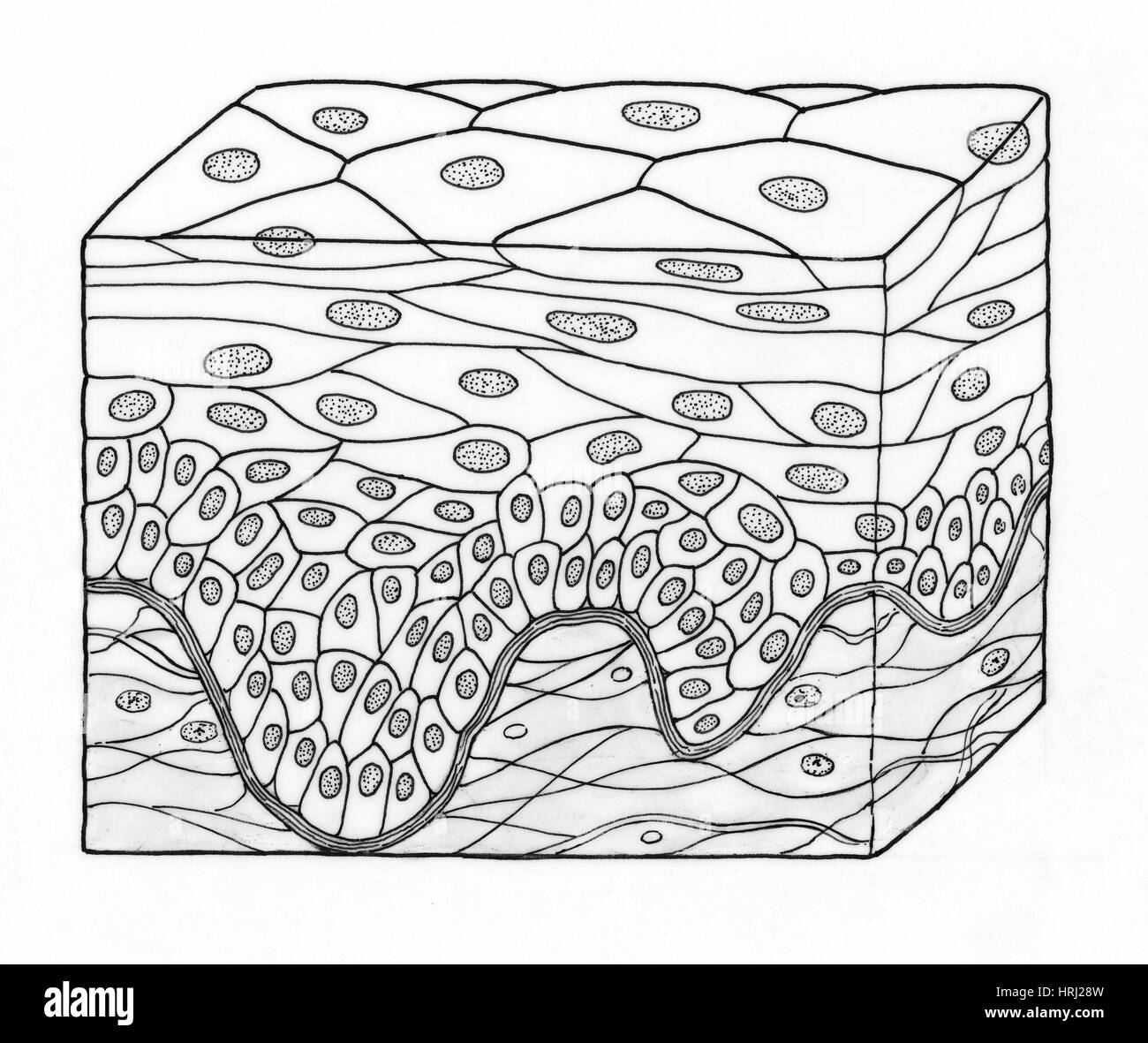épithélium squameux stratifié Banque d'images noir et blanc - Alamy