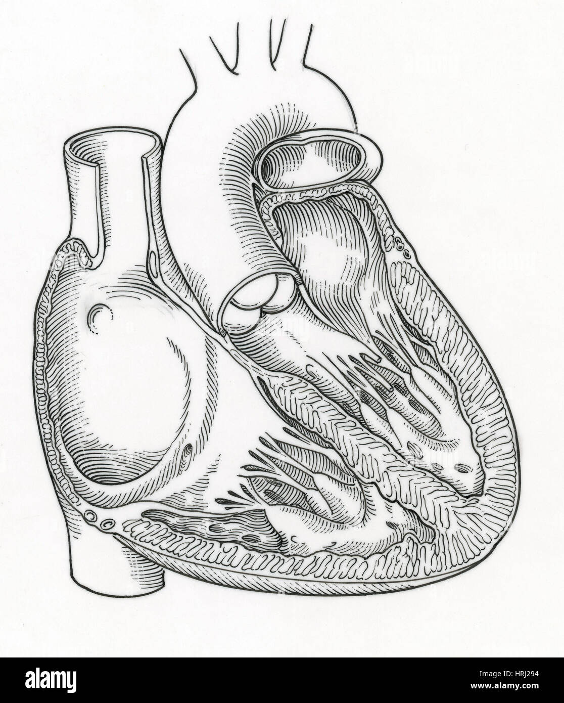 Illustration de l'anatomie cardiaque Photo Stock - Alamy