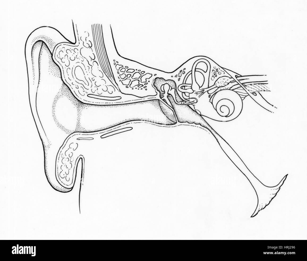 Anatomie oreille Banque d'images noir et blanc - Alamy