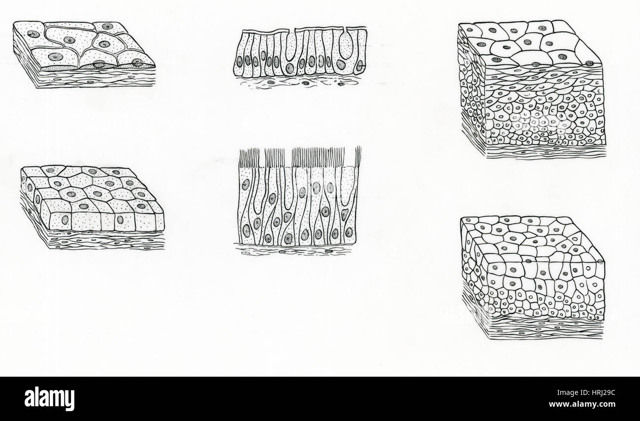 épithélium pseudostratifié pavimenteux Banque de photographies et d ...