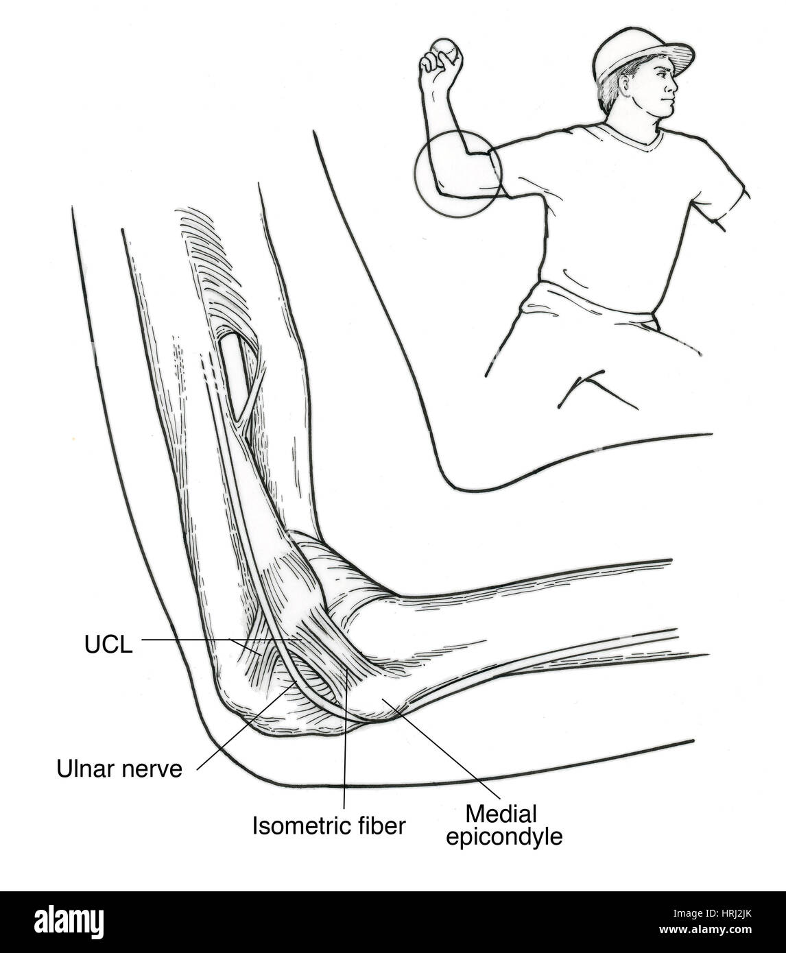 Les ligaments du coude Banque d'images détourées - Alamy