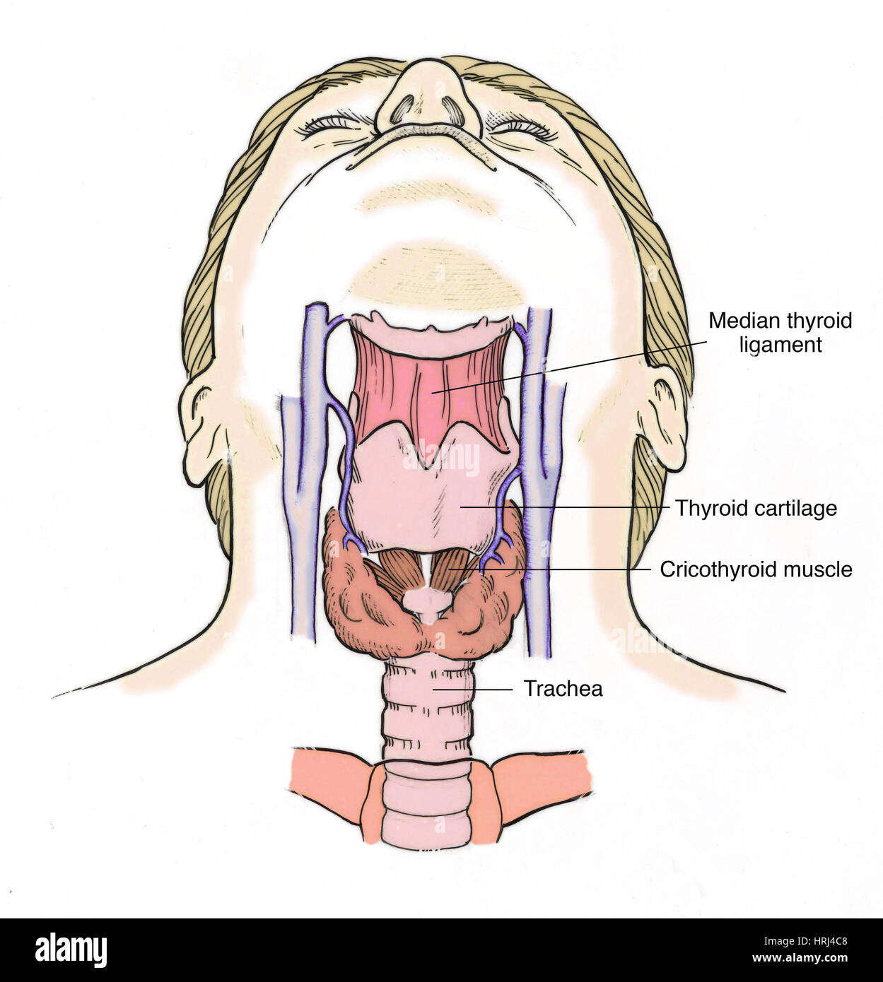 Illustration de l'anatomie de la gorge Photo Stock - Alamy Illustration de l'anatomie de la gorge Photo Stock - Alamy