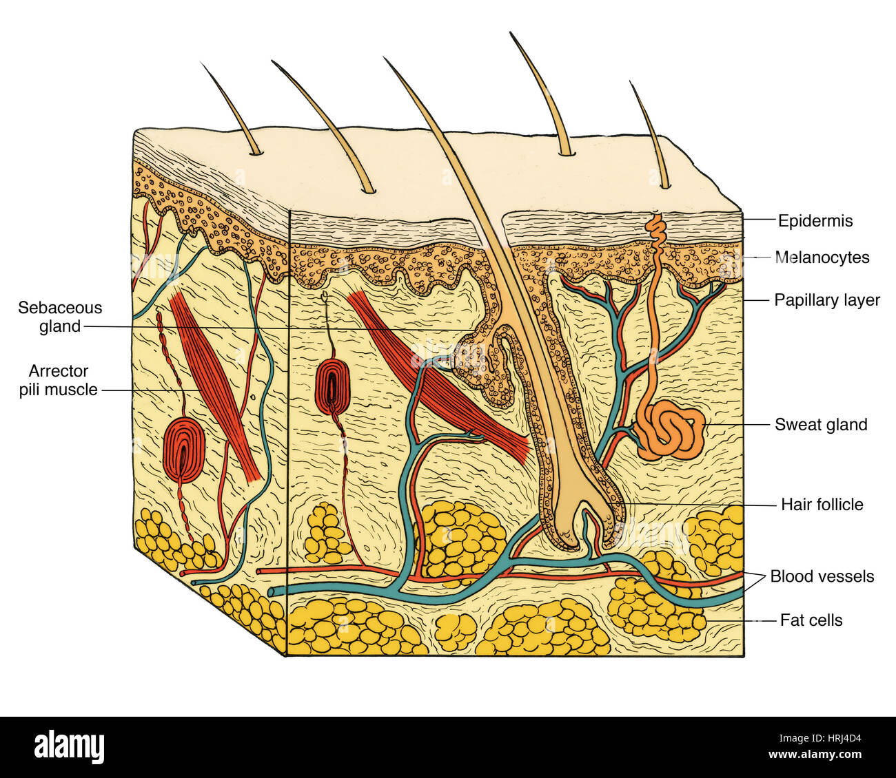 Papillary layer Banque de photographies et d’images à haute résolution ...