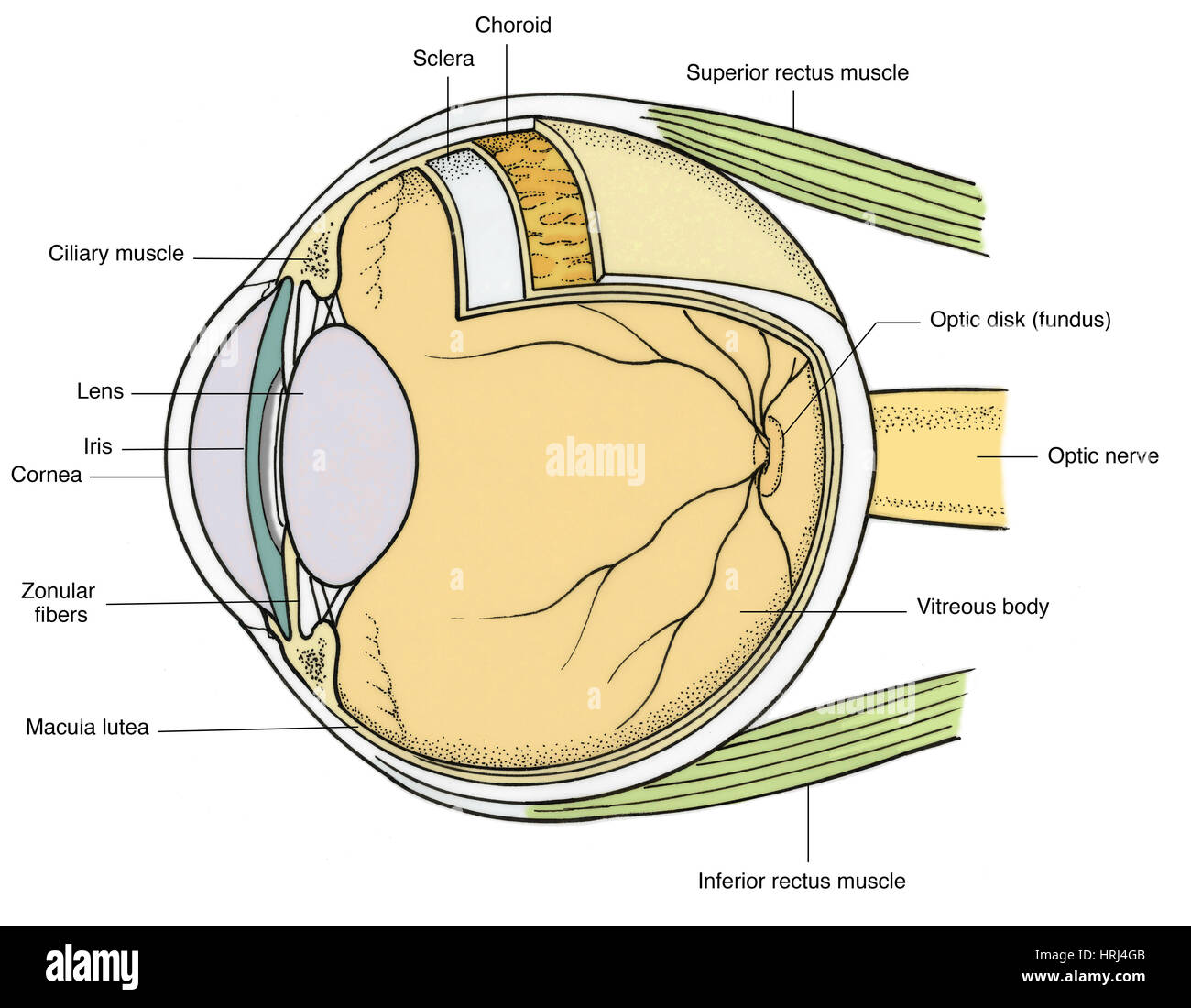 Illustration de l'anatomie de l'Œil Photo Stock - Alamy