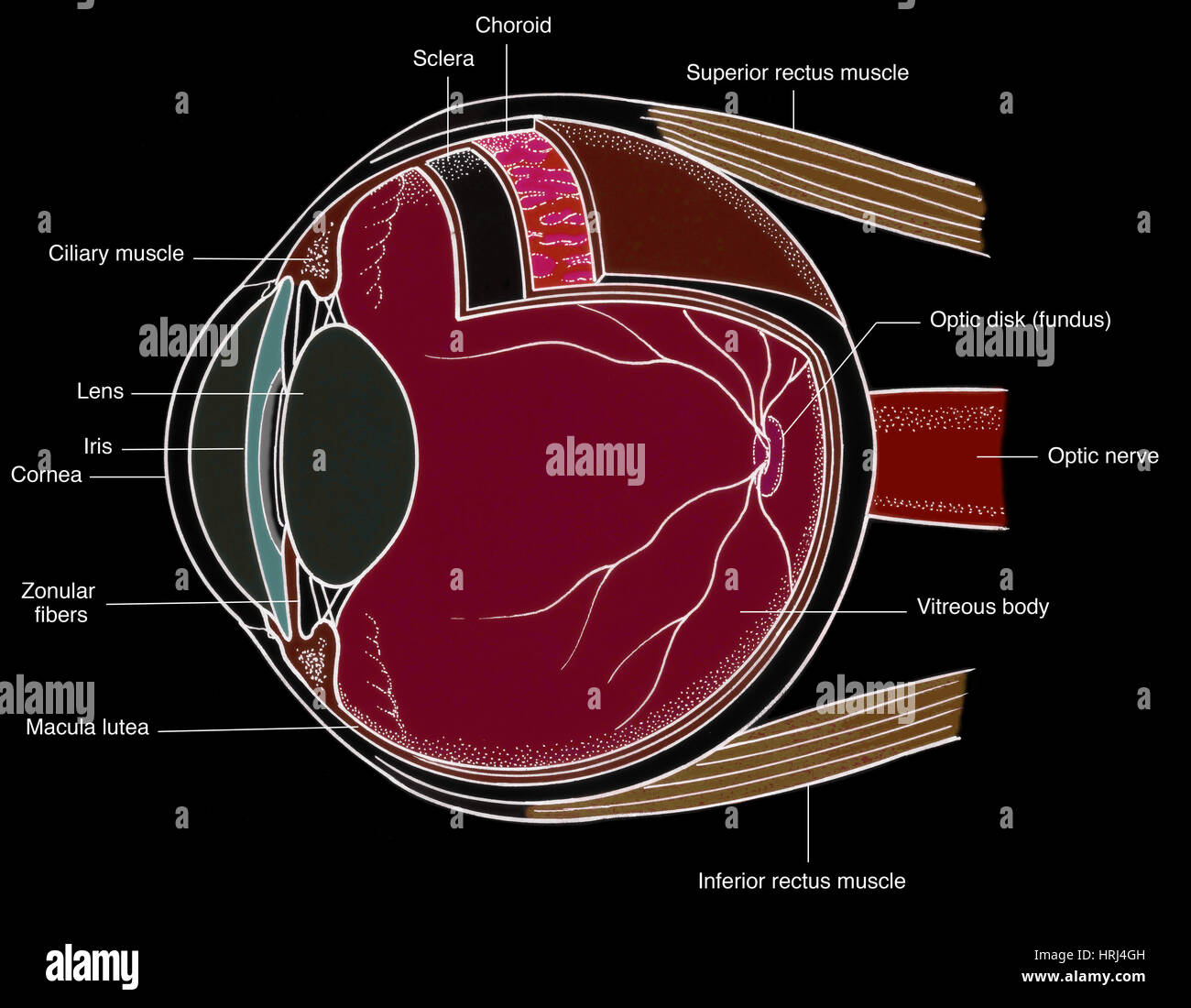 Illustration de l'anatomie de l'Œil Photo Stock - Alamy