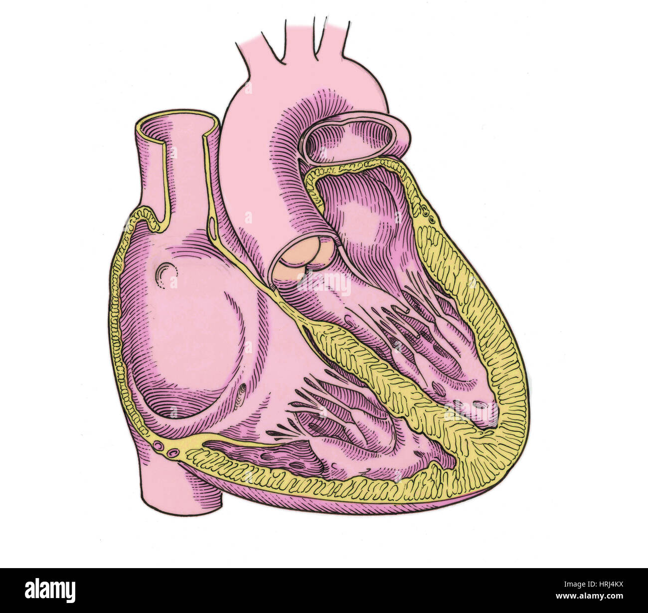 Illustration de l'anatomie cardiaque Photo Stock - Alamy