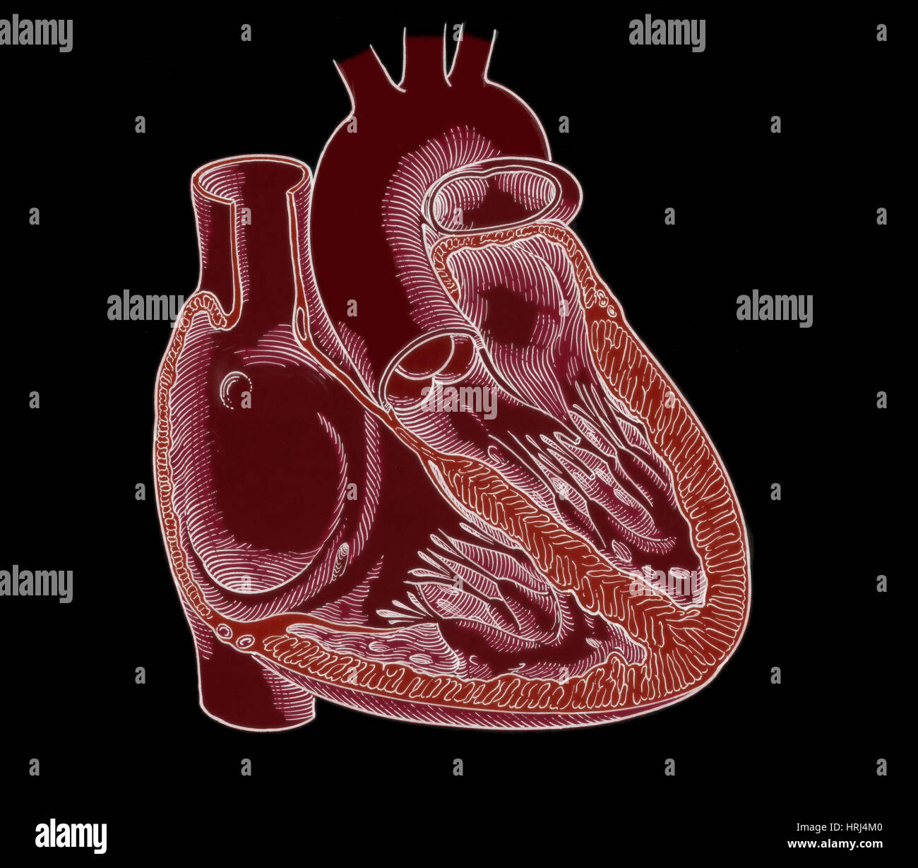 Illustration de l'anatomie cardiaque Photo Stock - Alamy
