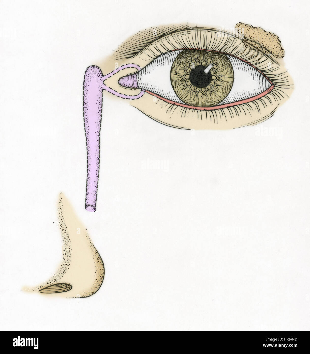 Illustration du canal lacrymal Photo Stock - Alamy