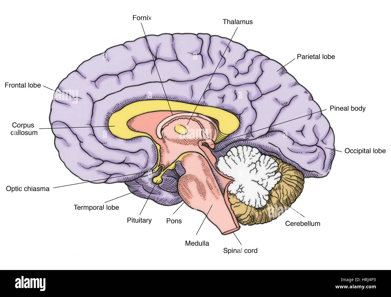 Illustration du cerveau humain Photo Stock - Alamy