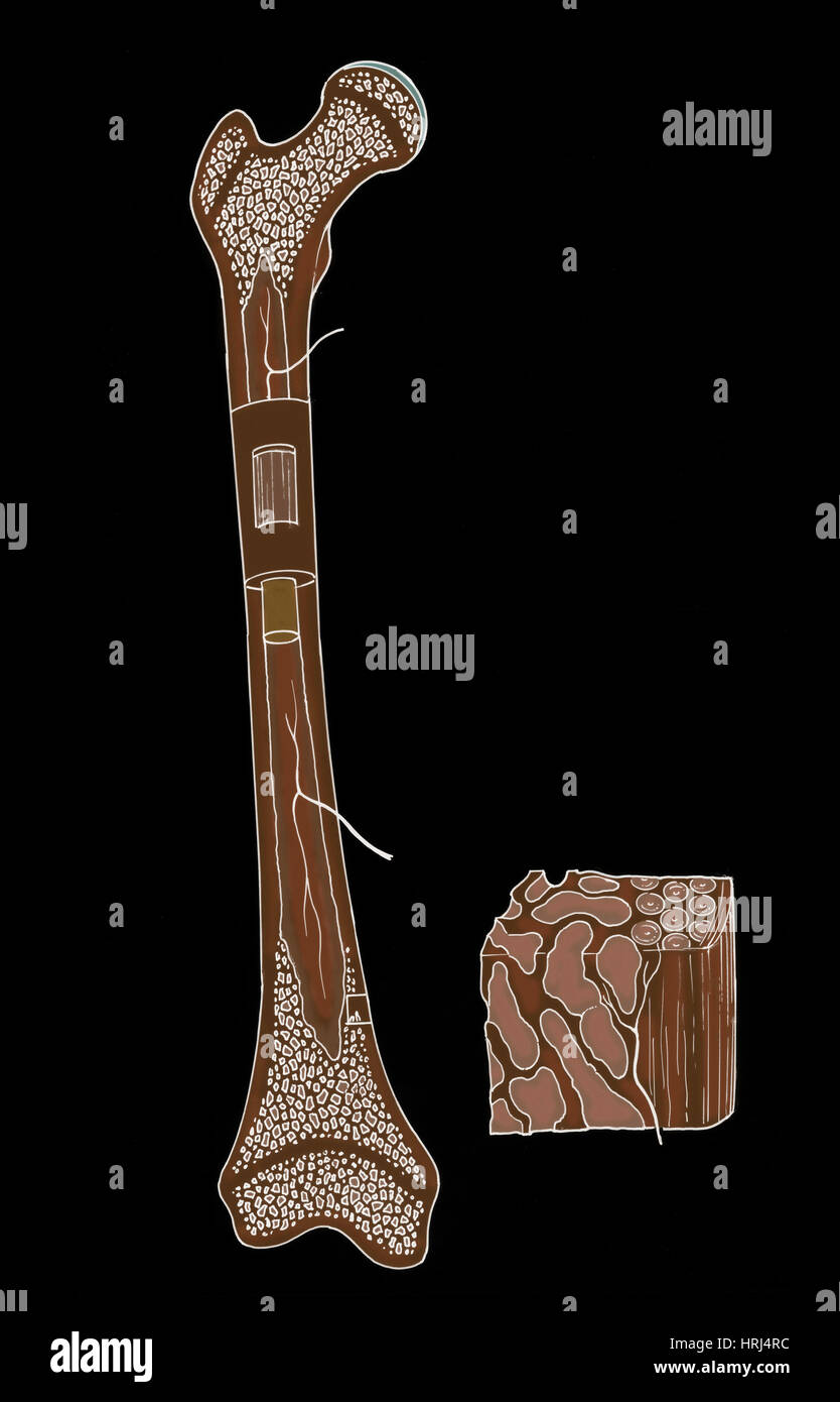 Illustration de la structure osseuse Photo Stock - Alamy
