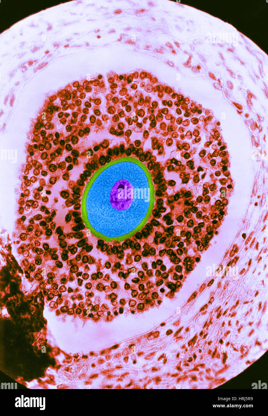 Histology human reproductive system Banque de photographies et d’images ...