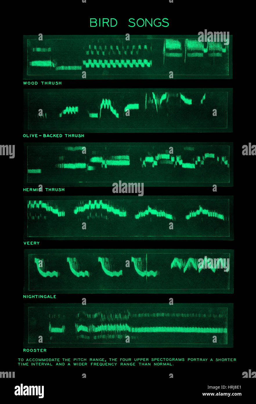 Spectrogramme de chants d'oiseaux Photo Stock - Alamy