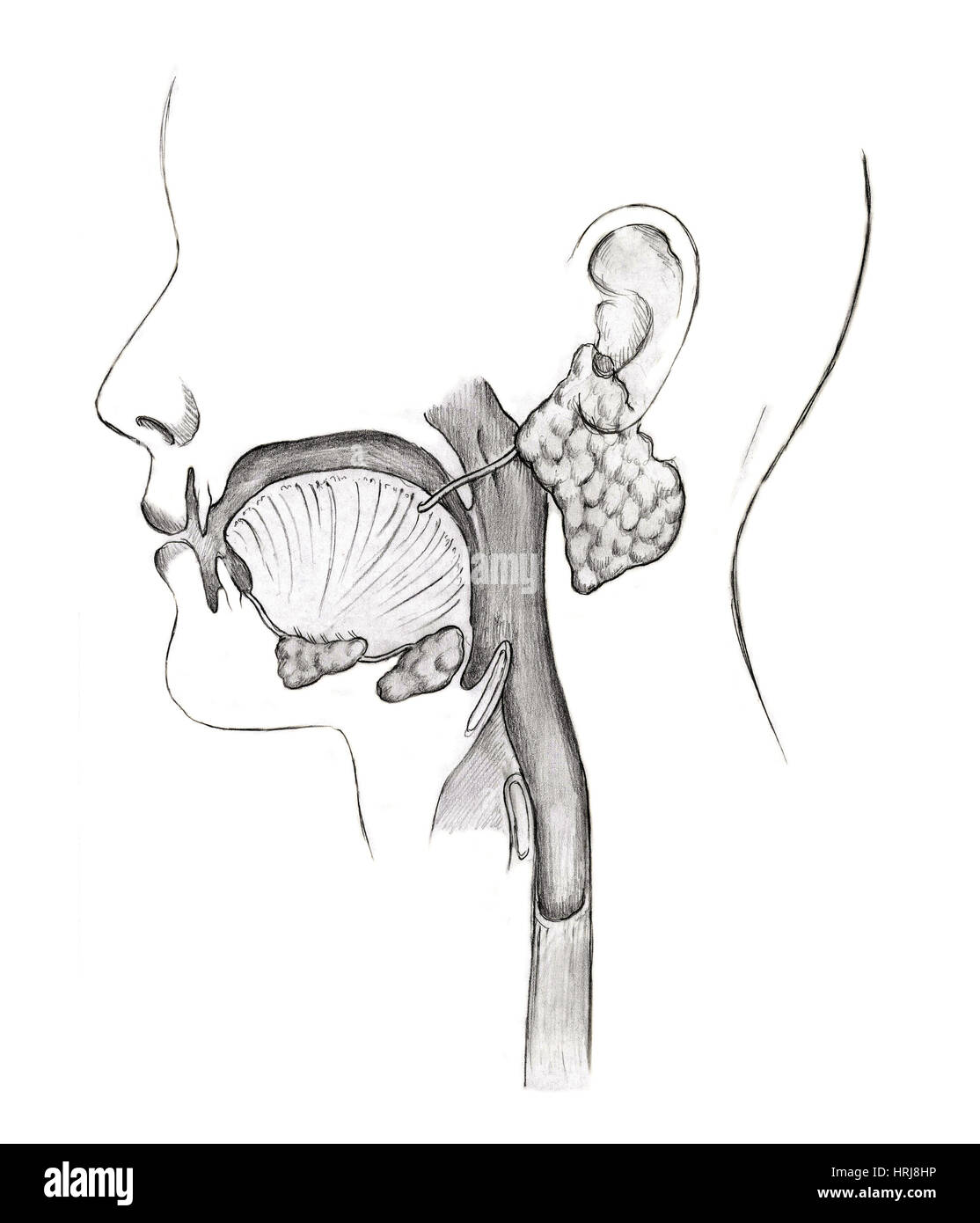 Dessin de la bouche Banque de photographies et d’images à haute ...