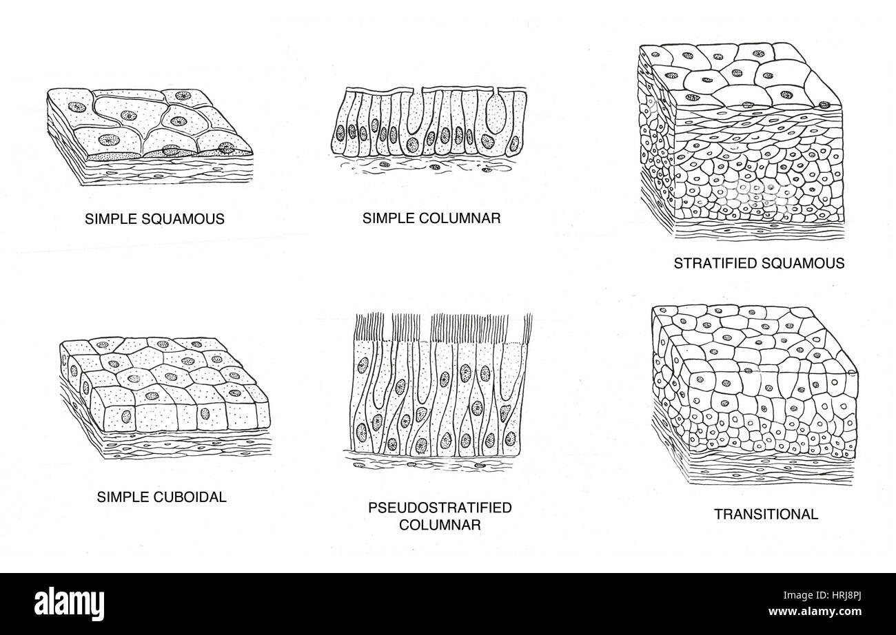 Cellules de transition Banque de photographies et d’images à haute ...