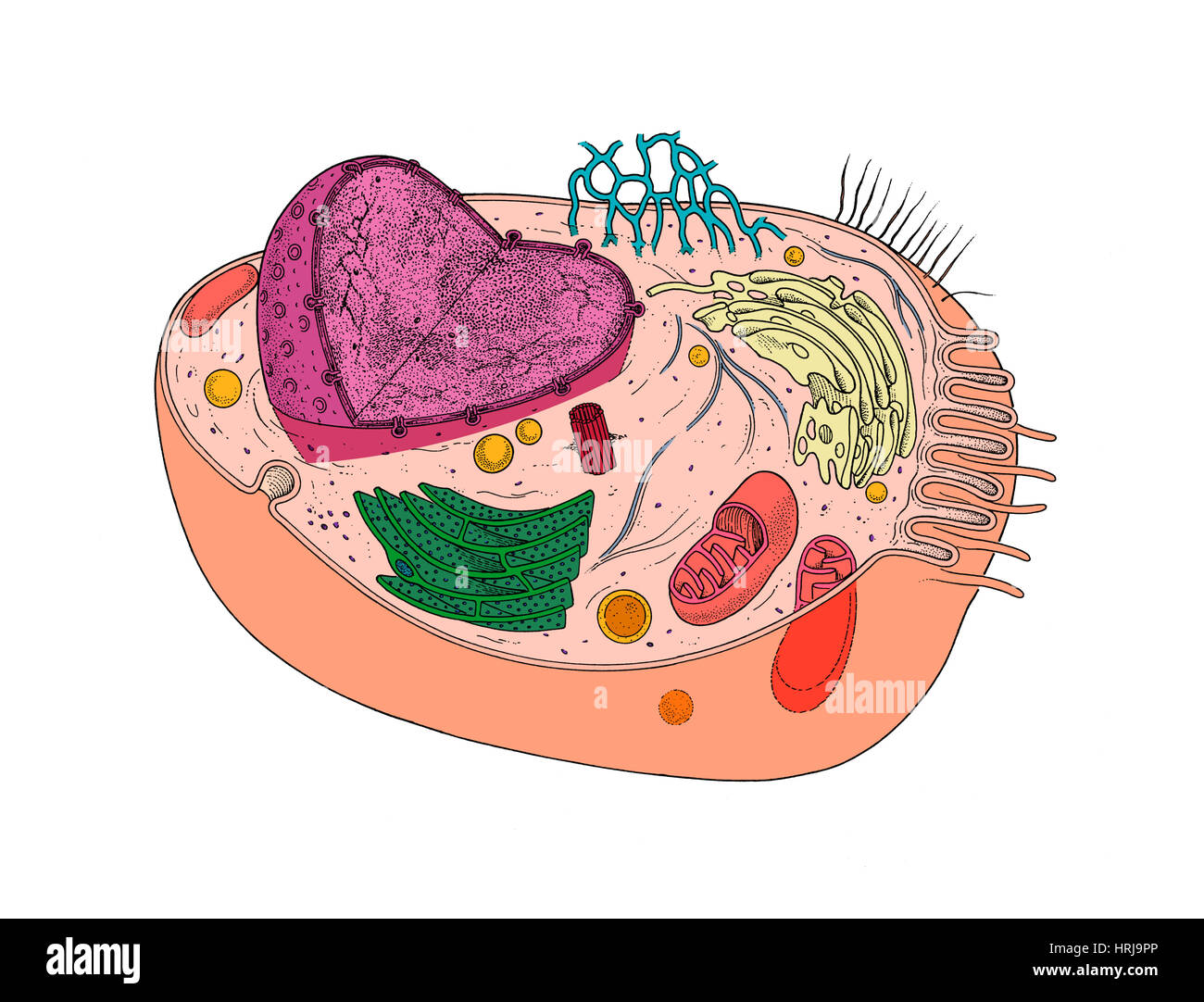 Schéma de la cellule animale Photo Stock - Alamy