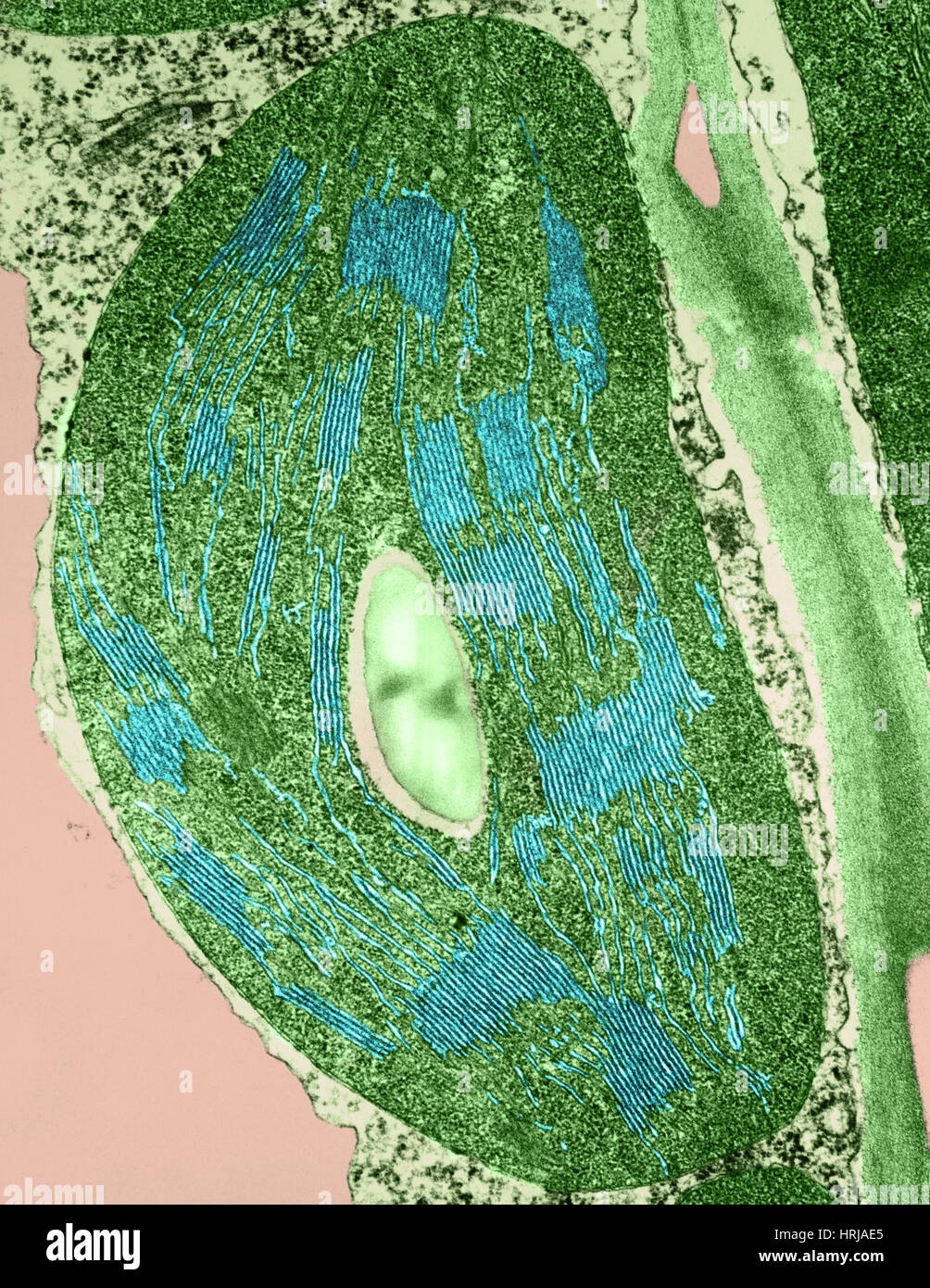 Chloroplast micrograph Banque de photographies et d’images à haute ...