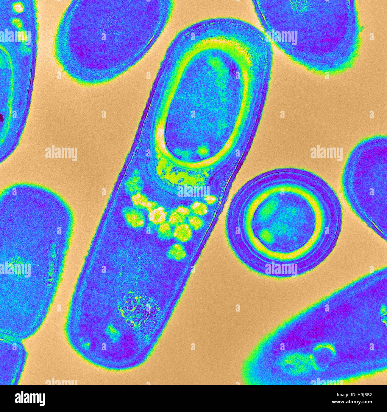 Bacillus Subtilis Photos & Bacillus Subtilis Images - Alamy