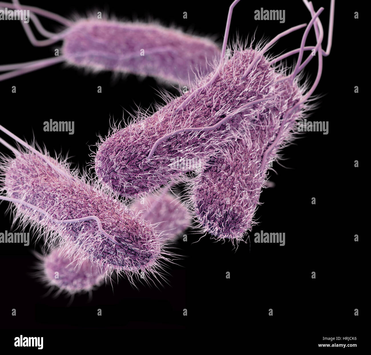 Bactérie salmonella typhi Banque de photographies et d’images à haute ...