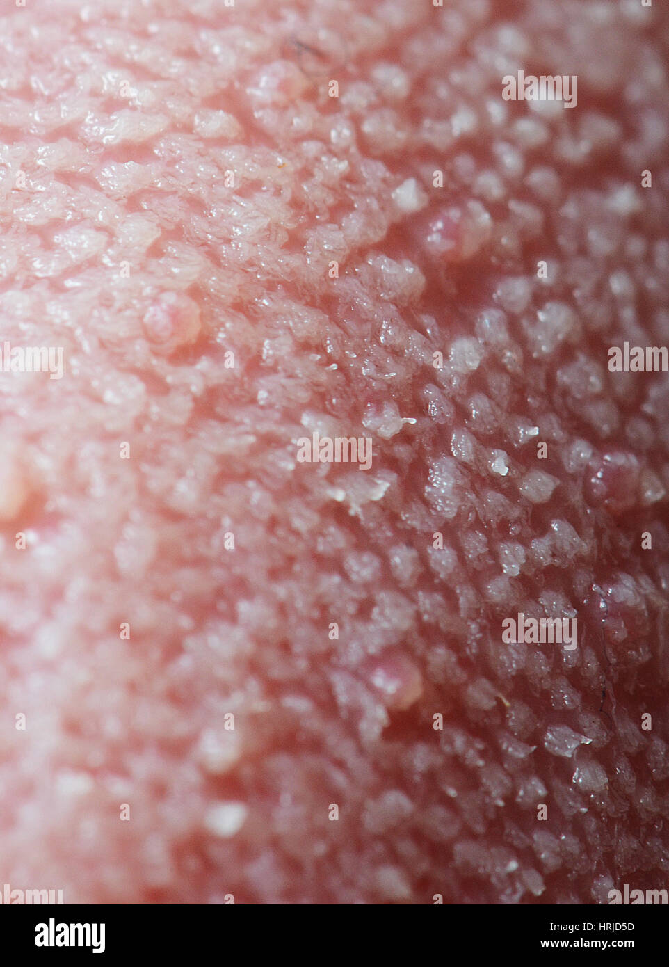 Papilles sur la langue Photo Stock - Alamy