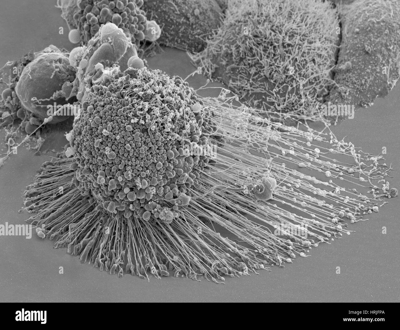 Scanning electron microscopy cell Banque d'images noir et blanc - Alamy