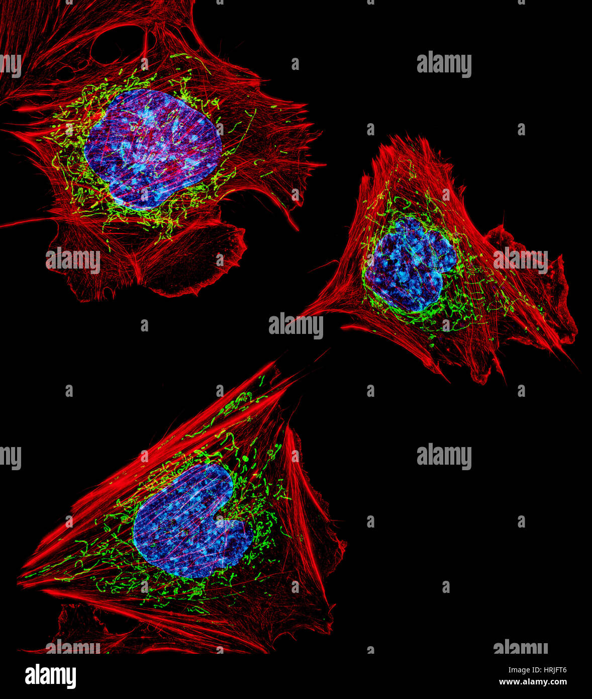 Cytosquelette cellulaire Banque de photographies et d’images à haute ...