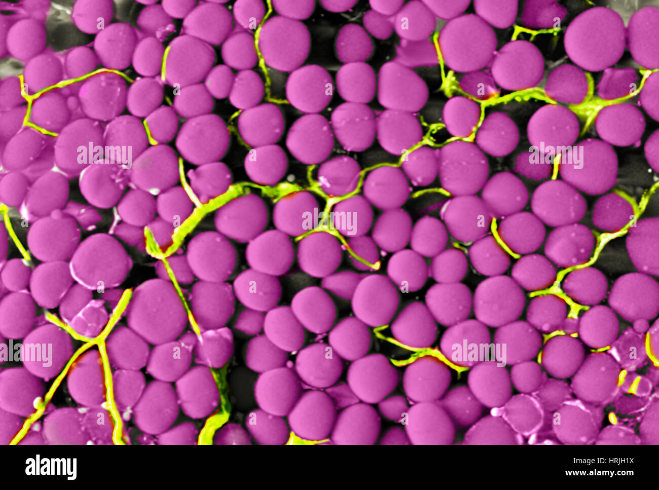 Les cellules adipeuses et les vaisseaux sanguins, SEM Photo Stock - Alamy