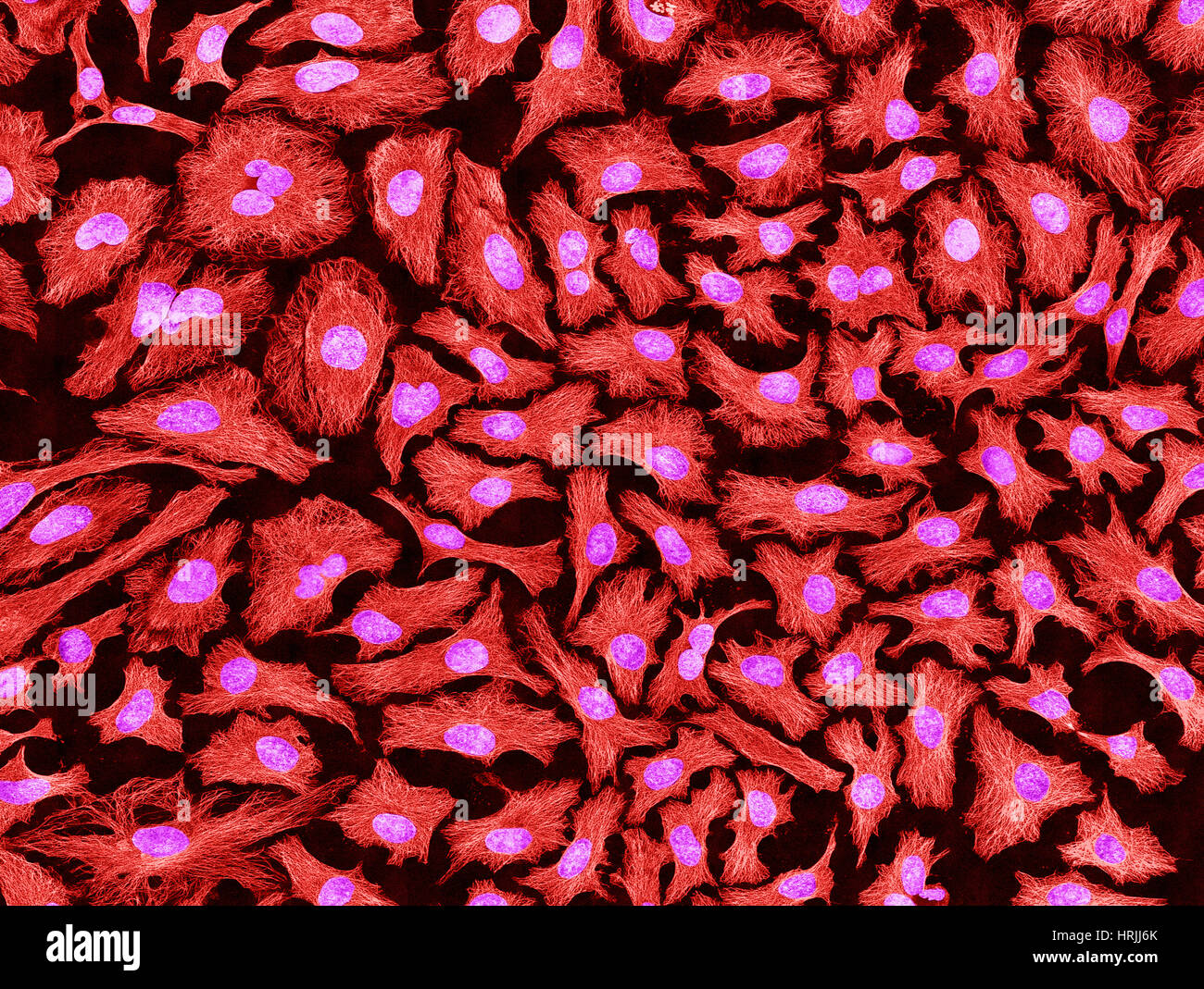 Hela cell Banque de photographies et d’images à haute résolution - Alamy